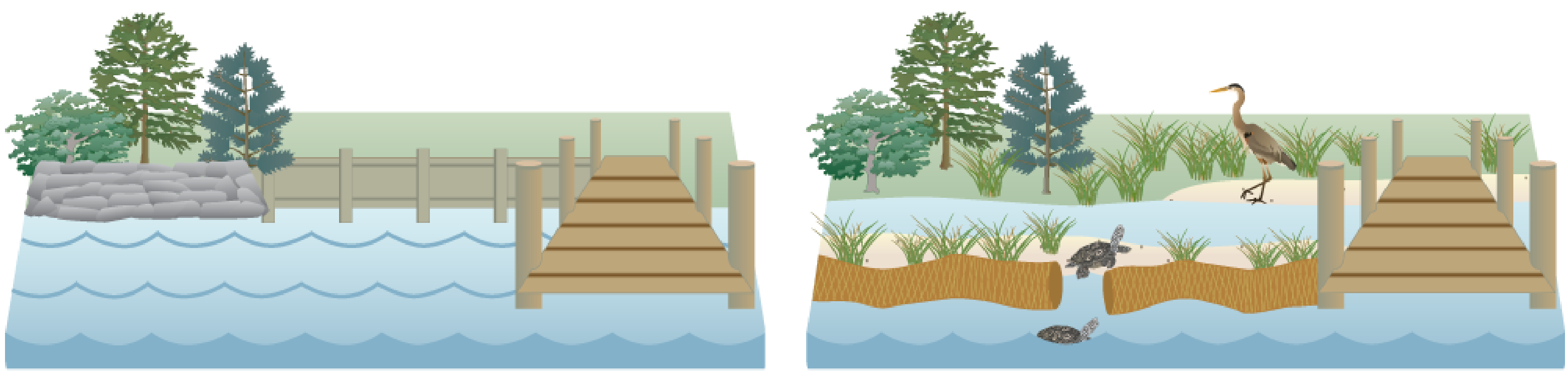 8.1 Restore and enhance wetland and shoreline hydrology and habitats to ...